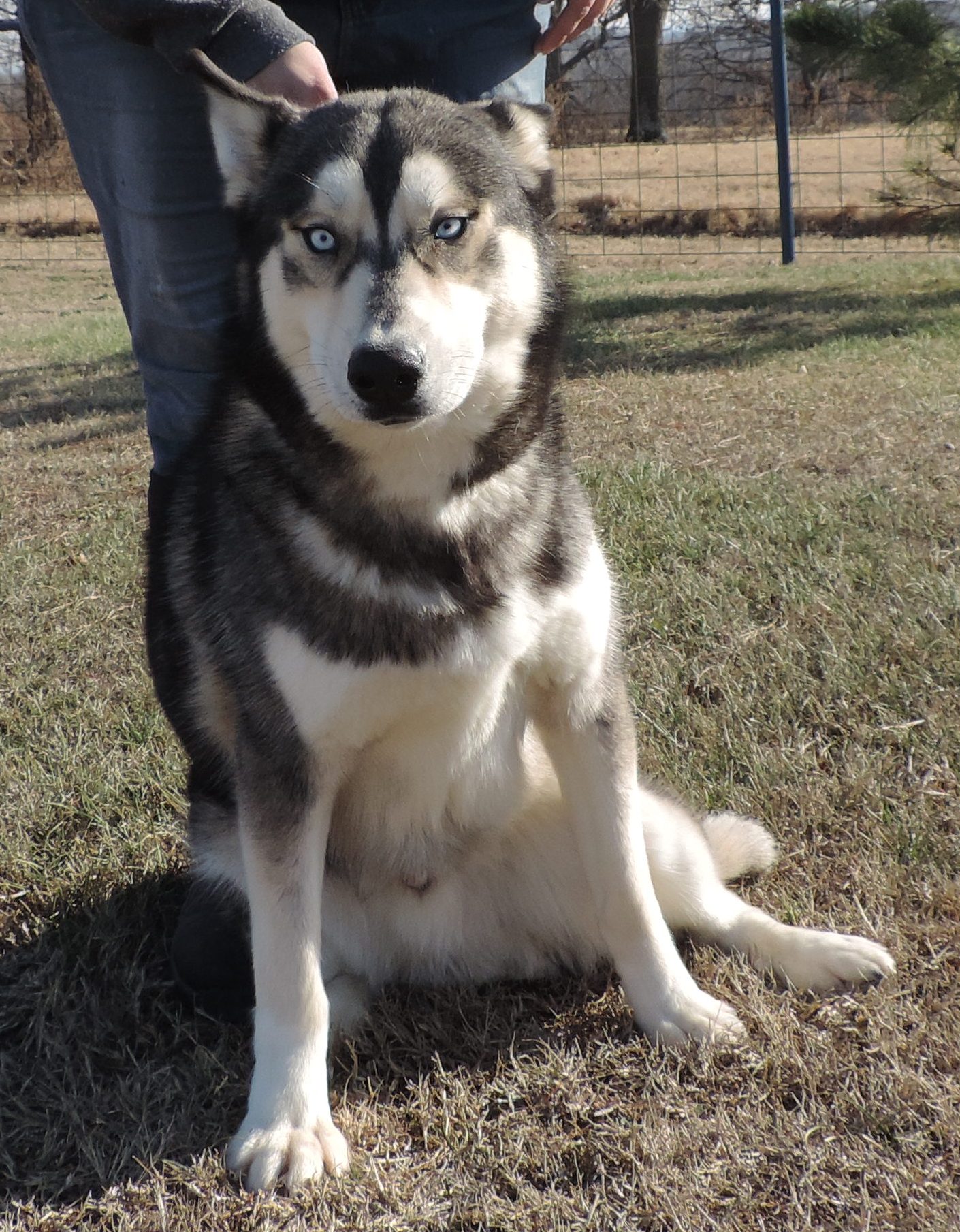 Blue Moon Dog Puppy Sales