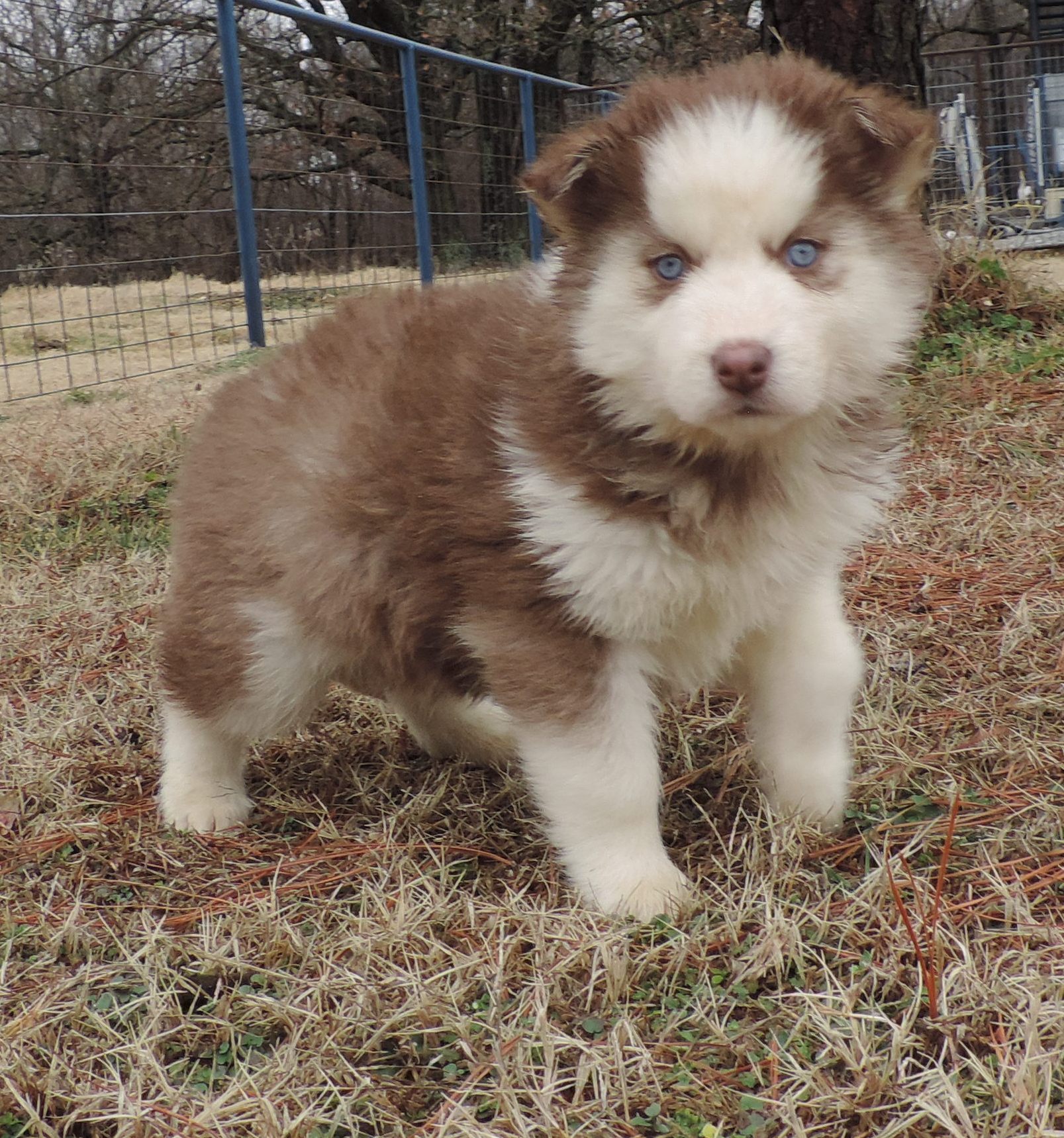 Blue Moon Dog Puppy Sales