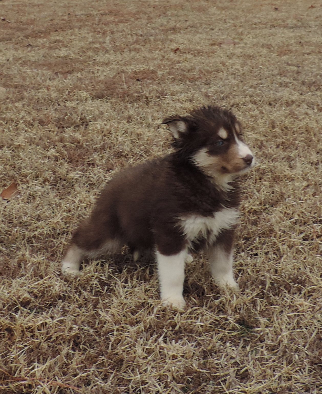 Blue Moon Dog Puppy Sales