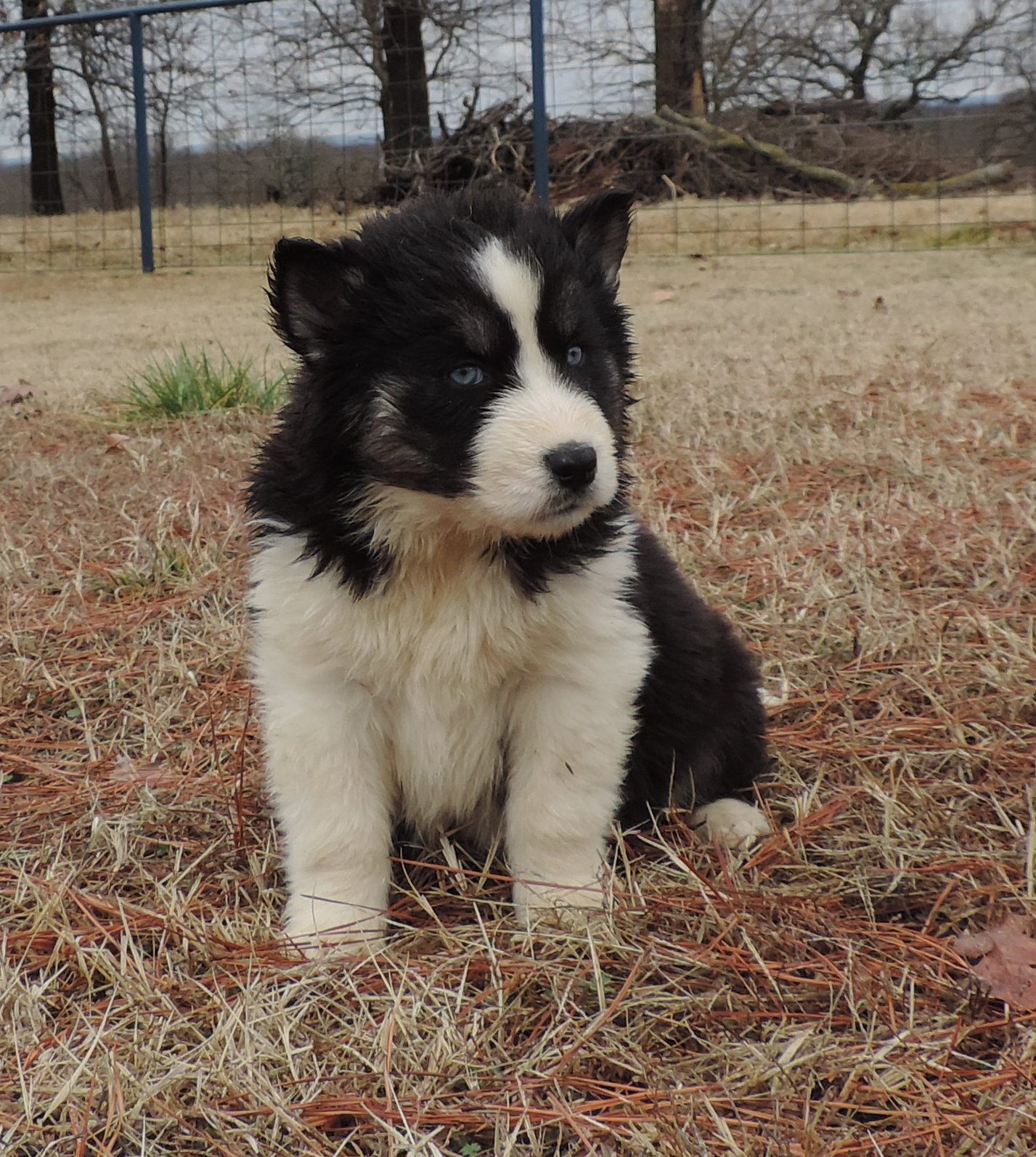 Blue Moon Dog Puppy Sales