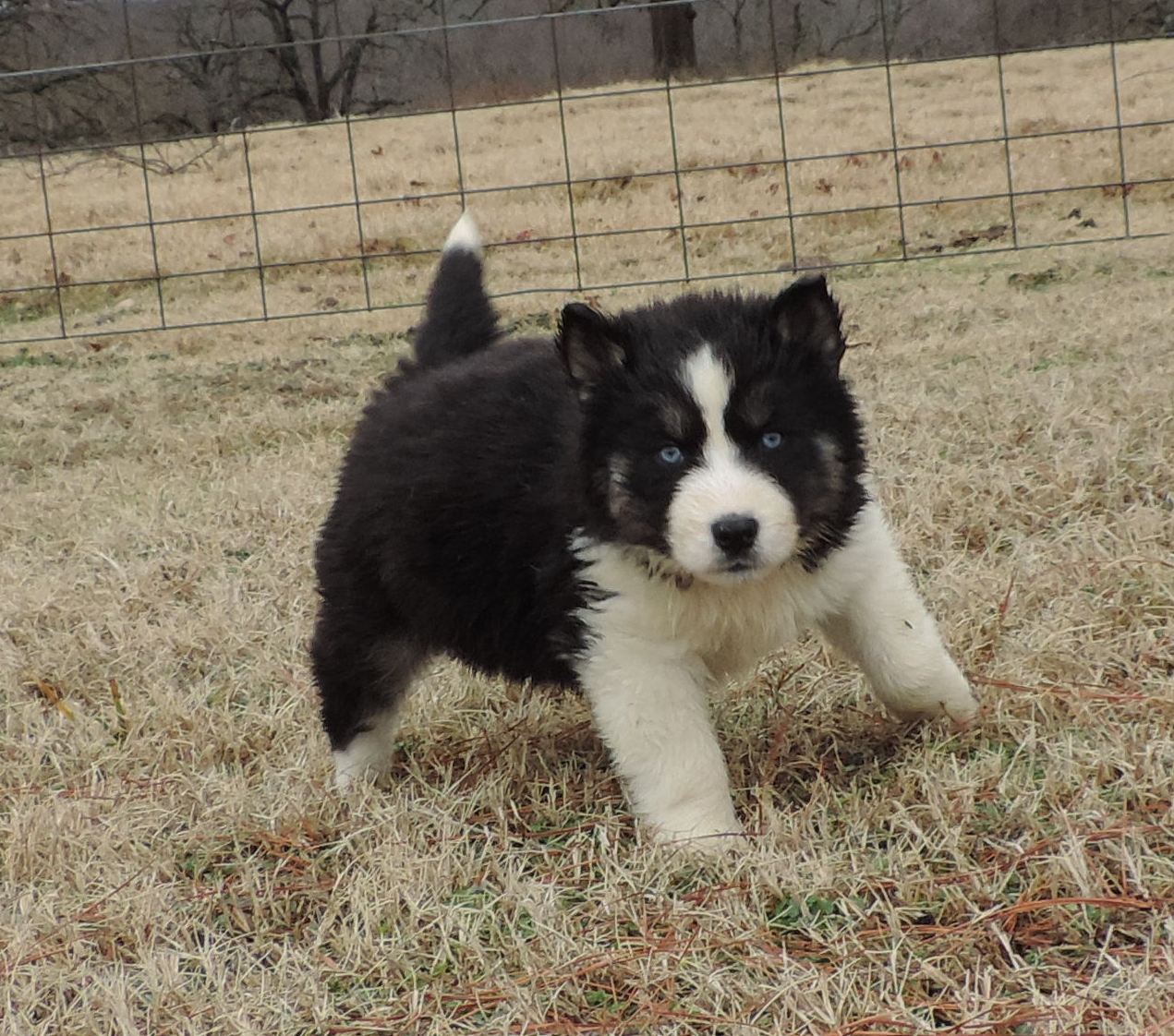 Blue Moon Dog Puppy Sales