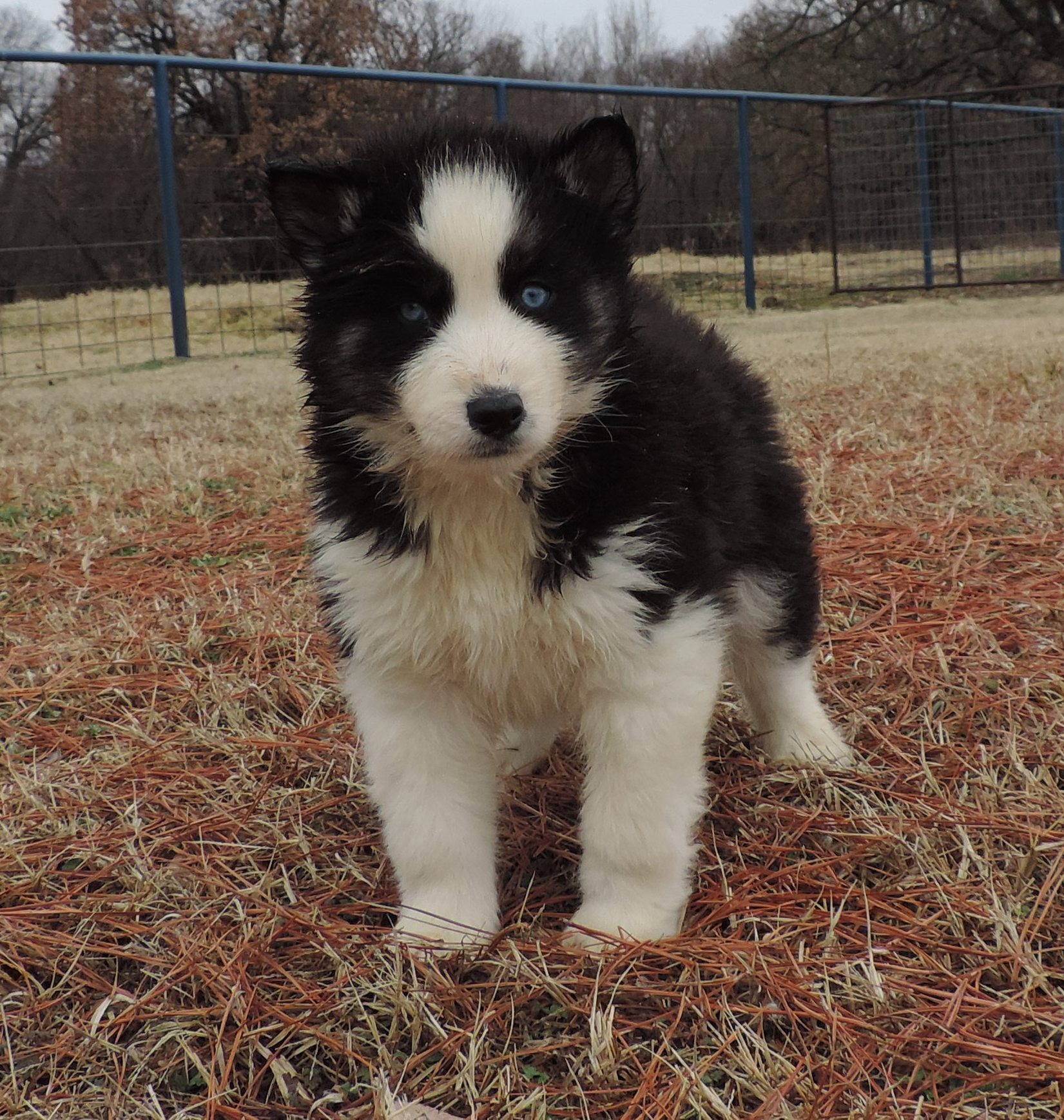 Blue Moon Dog Puppy Sales