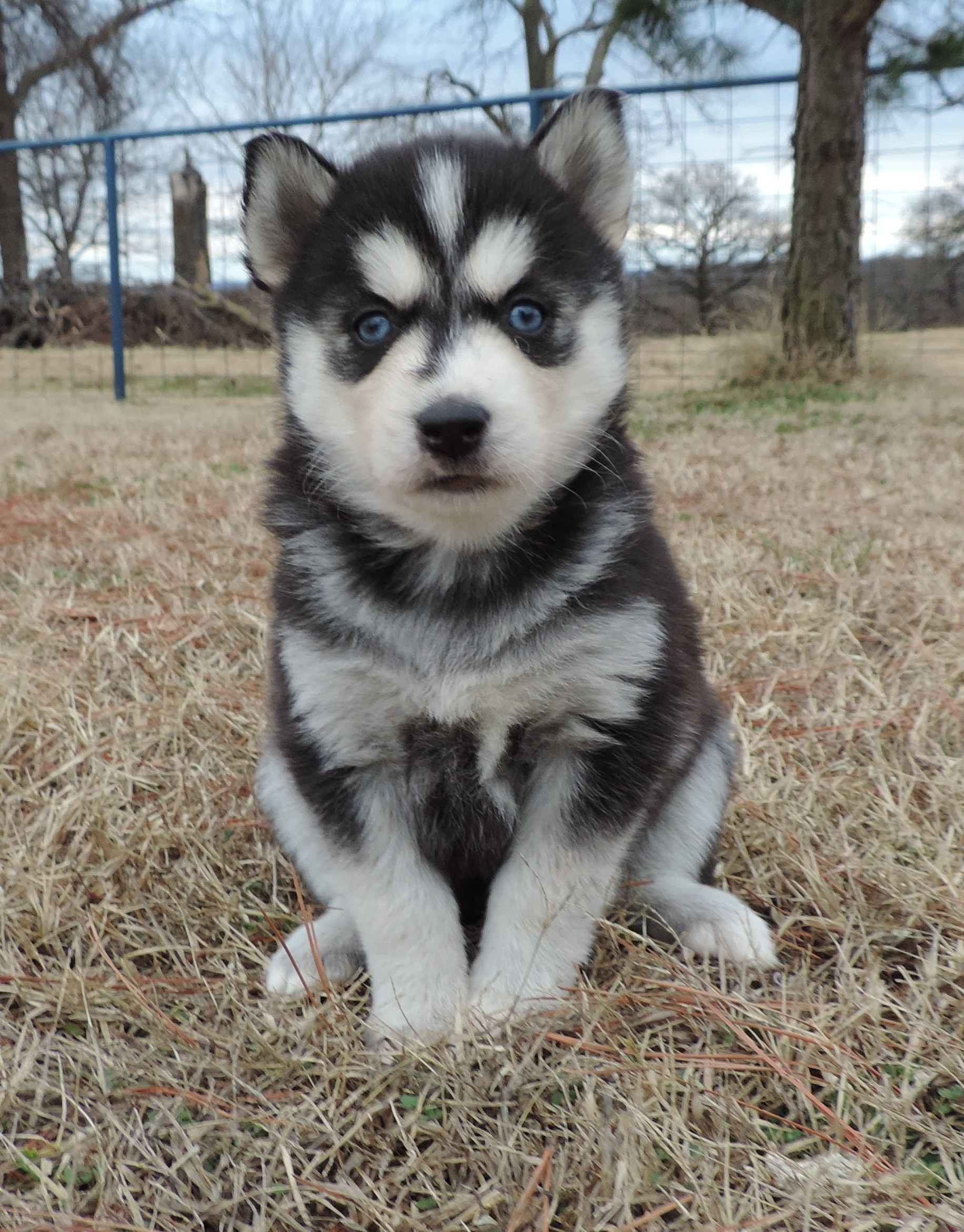 Blue Moon Dog Puppy Sales