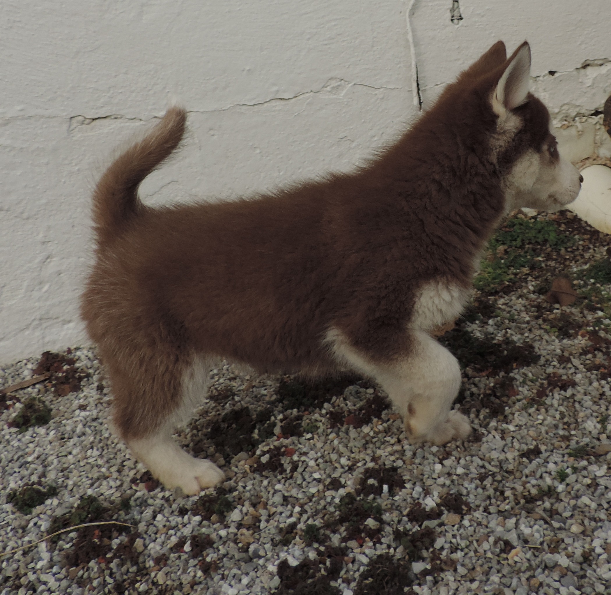 Blue Moon Dog Puppy Sales