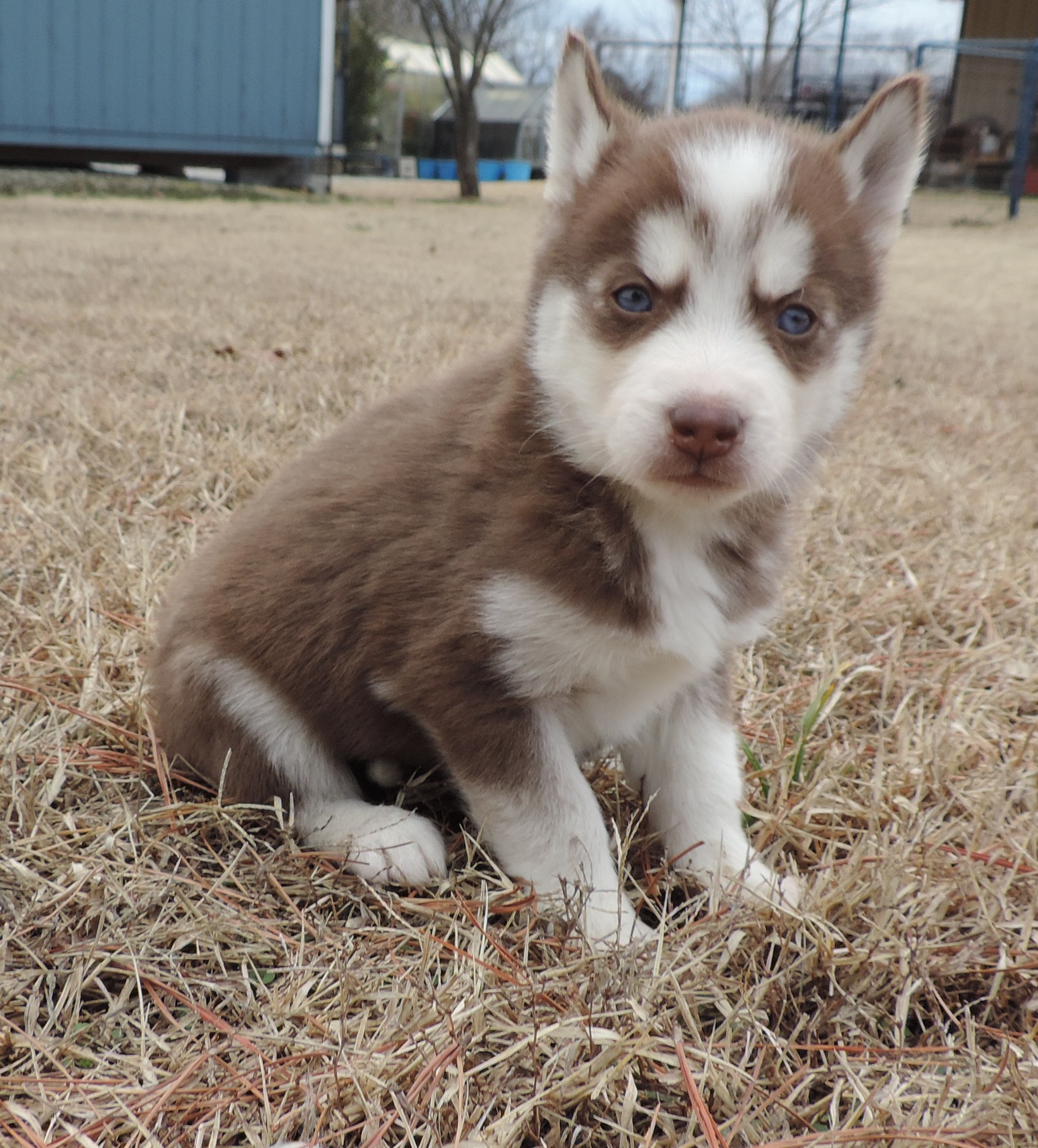 Blue Moon Dog Puppy Sales