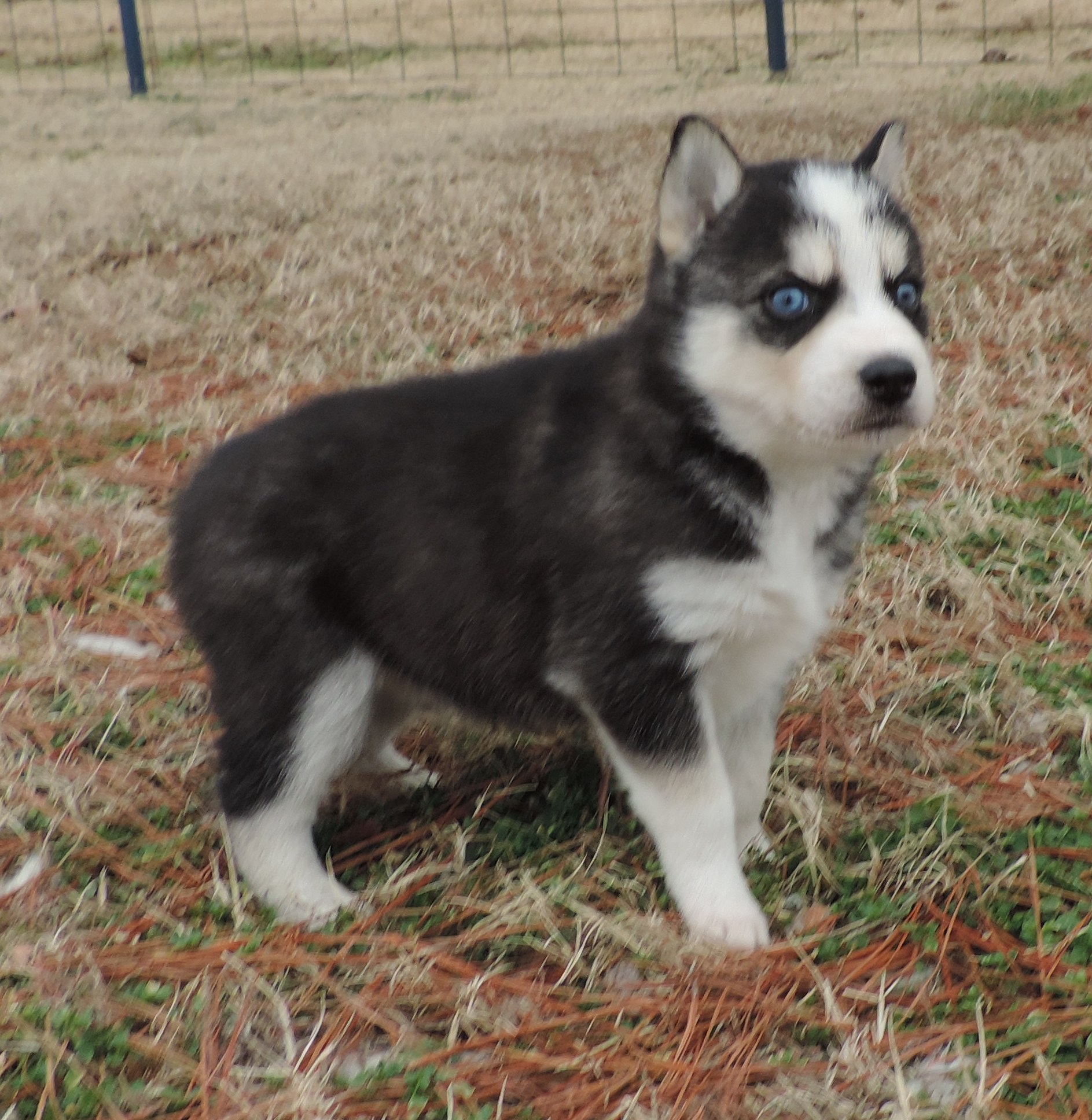 Blue Moon Dog Puppy Sales